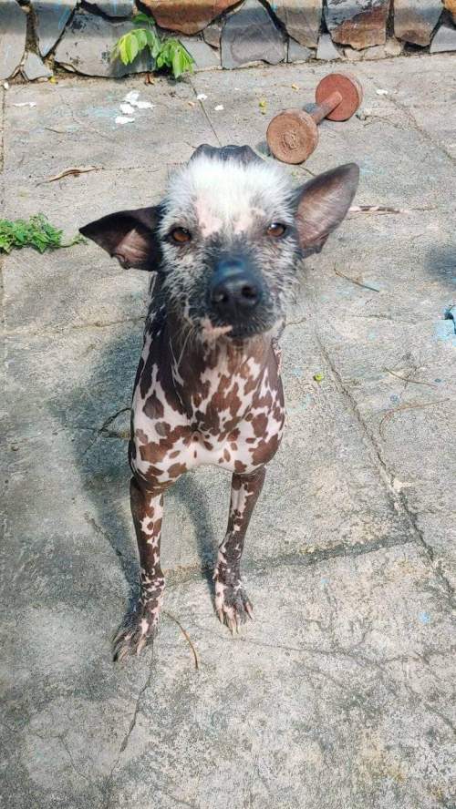 Here is Havana | A blog written by the gringa next door